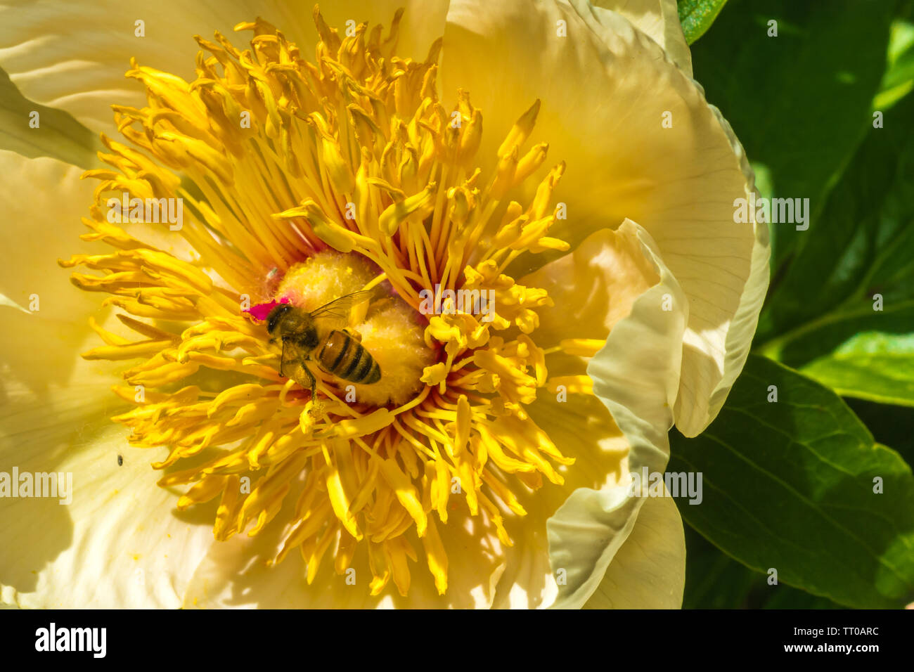 White peony flower with honey bee Stock Photo - Alamy