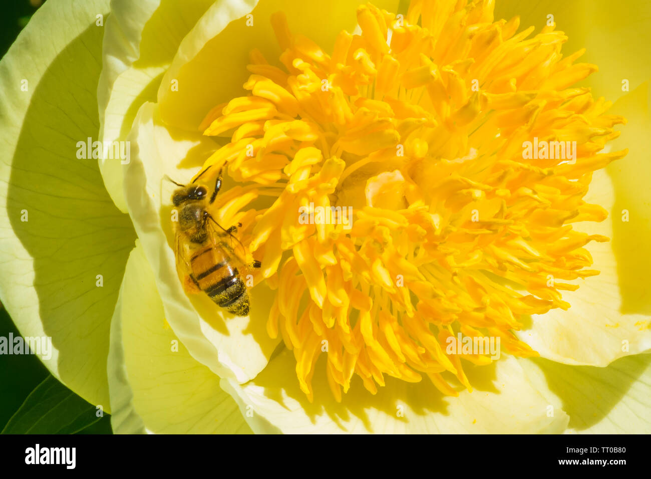 White peony flower with honey bee Stock Photo - Alamy