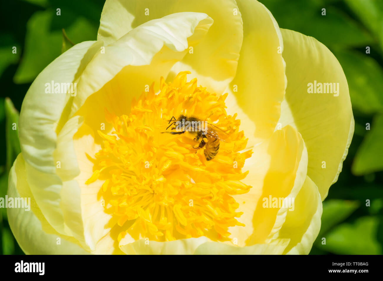 Peony flower with bee hi-res stock photography and images - Alamy