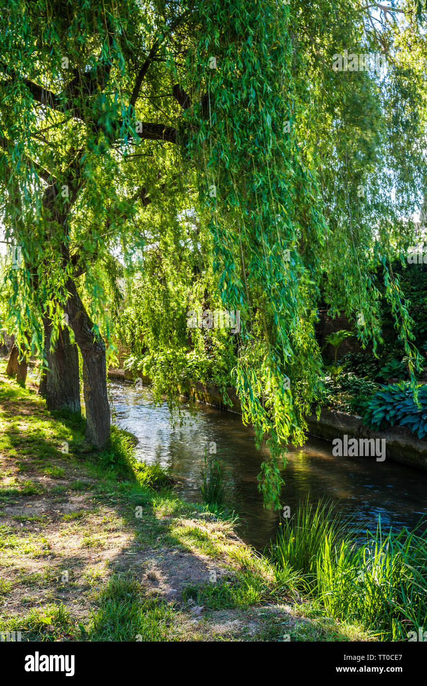 Dappled willow hi-res stock photography and images - Alamy