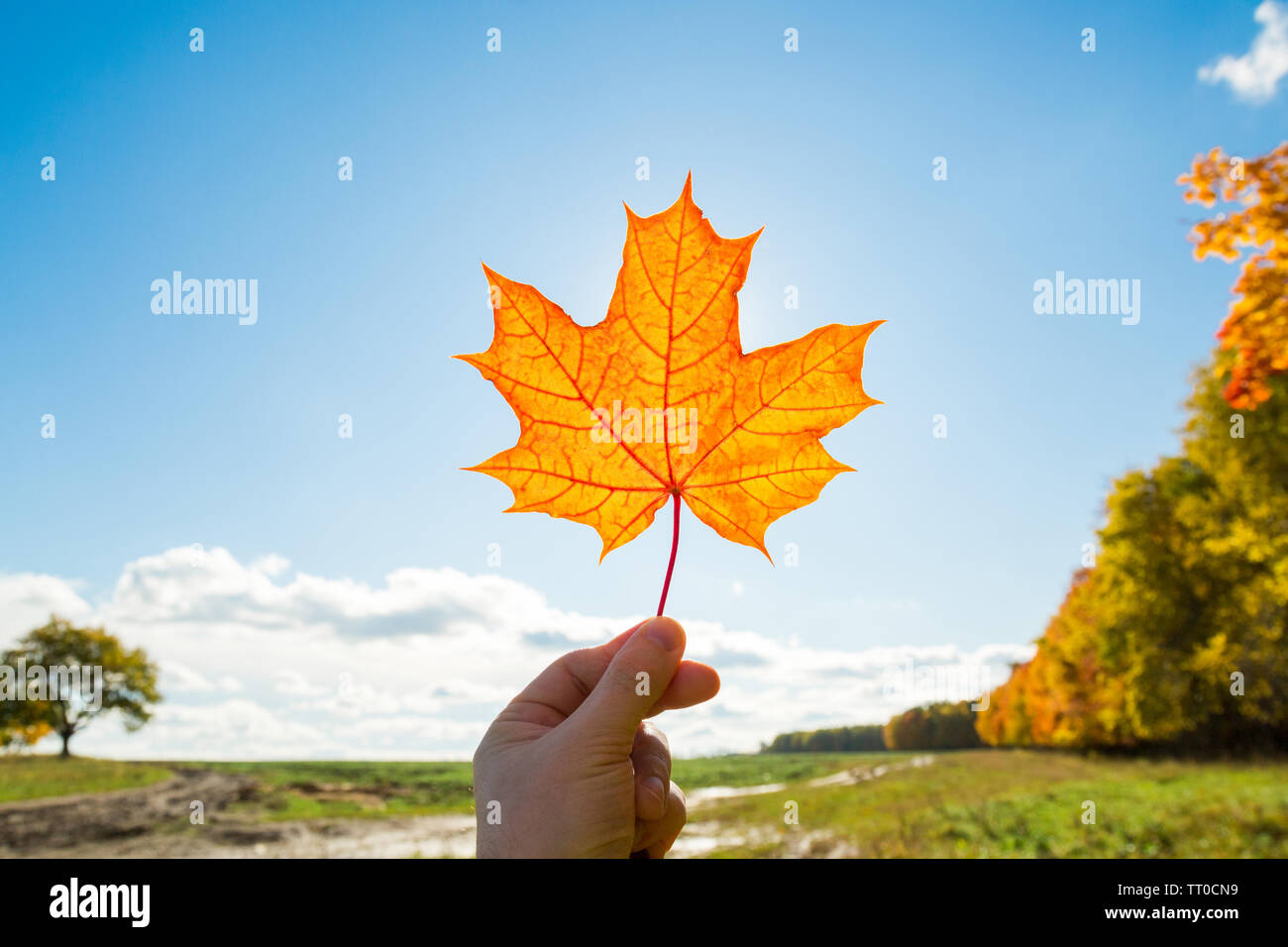 Maple leaf in hand against sky background. Autumn Stock Photo - Alamy