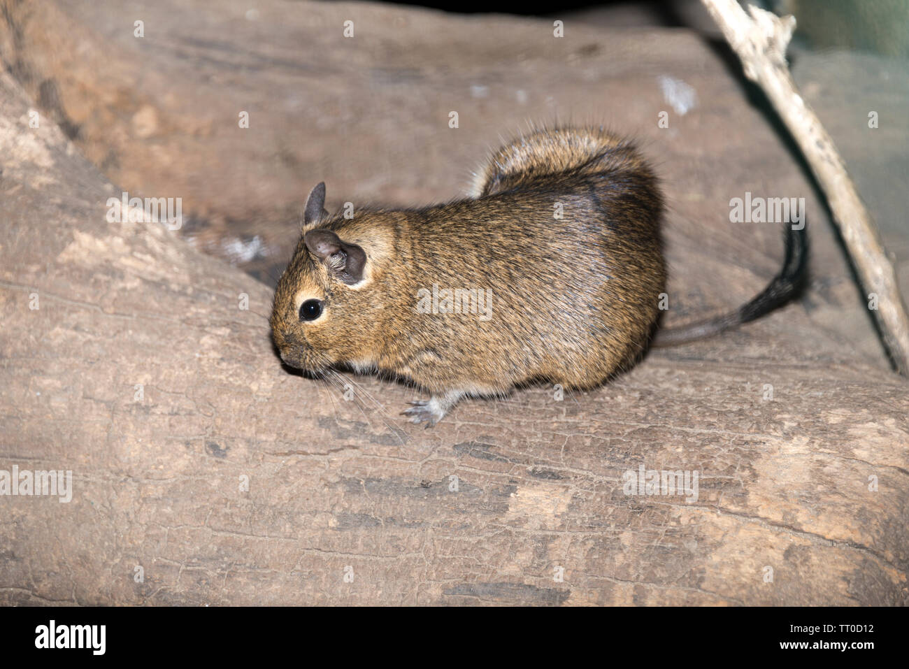 Common Degu (Octodon degus Stock Photo - Alamy