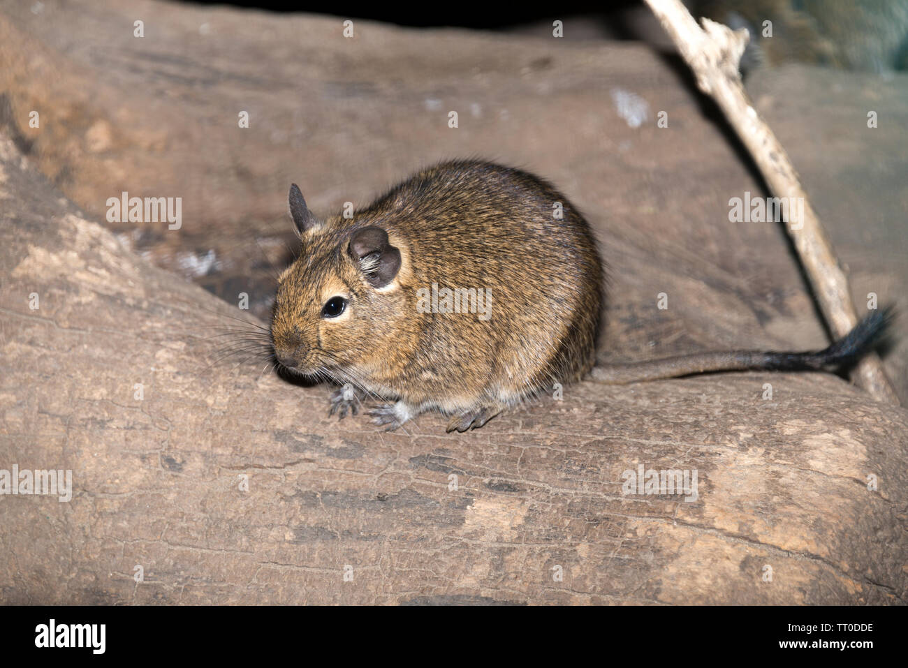 Common Degu (Octodon degus Stock Photo - Alamy
