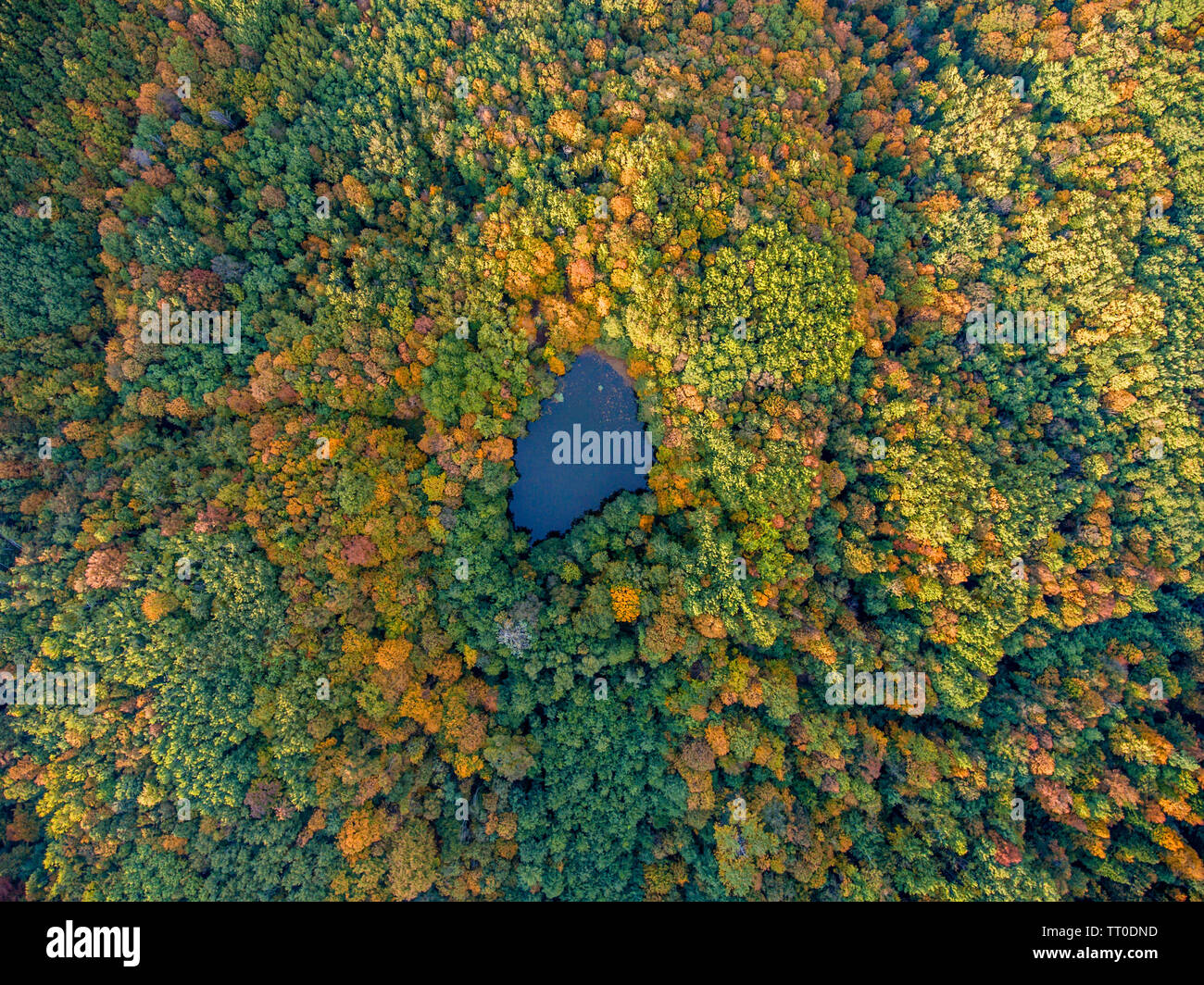 Aerial top view. Autumn landscape. Wild forest lake in Russia Stock ...