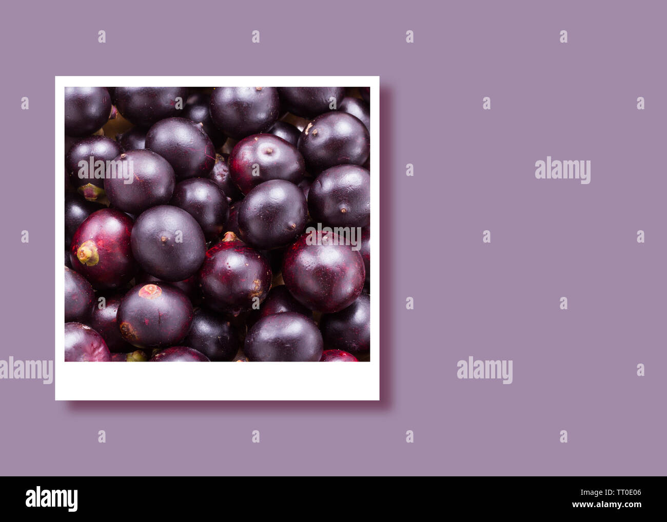 Acai berry tree hi-res stock photography and images - Alamy