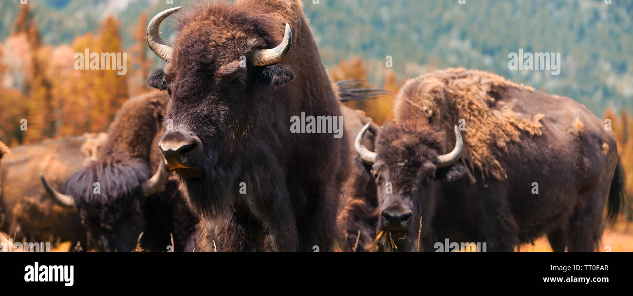 Web banner bison hi-res stock photography and images - Alamy