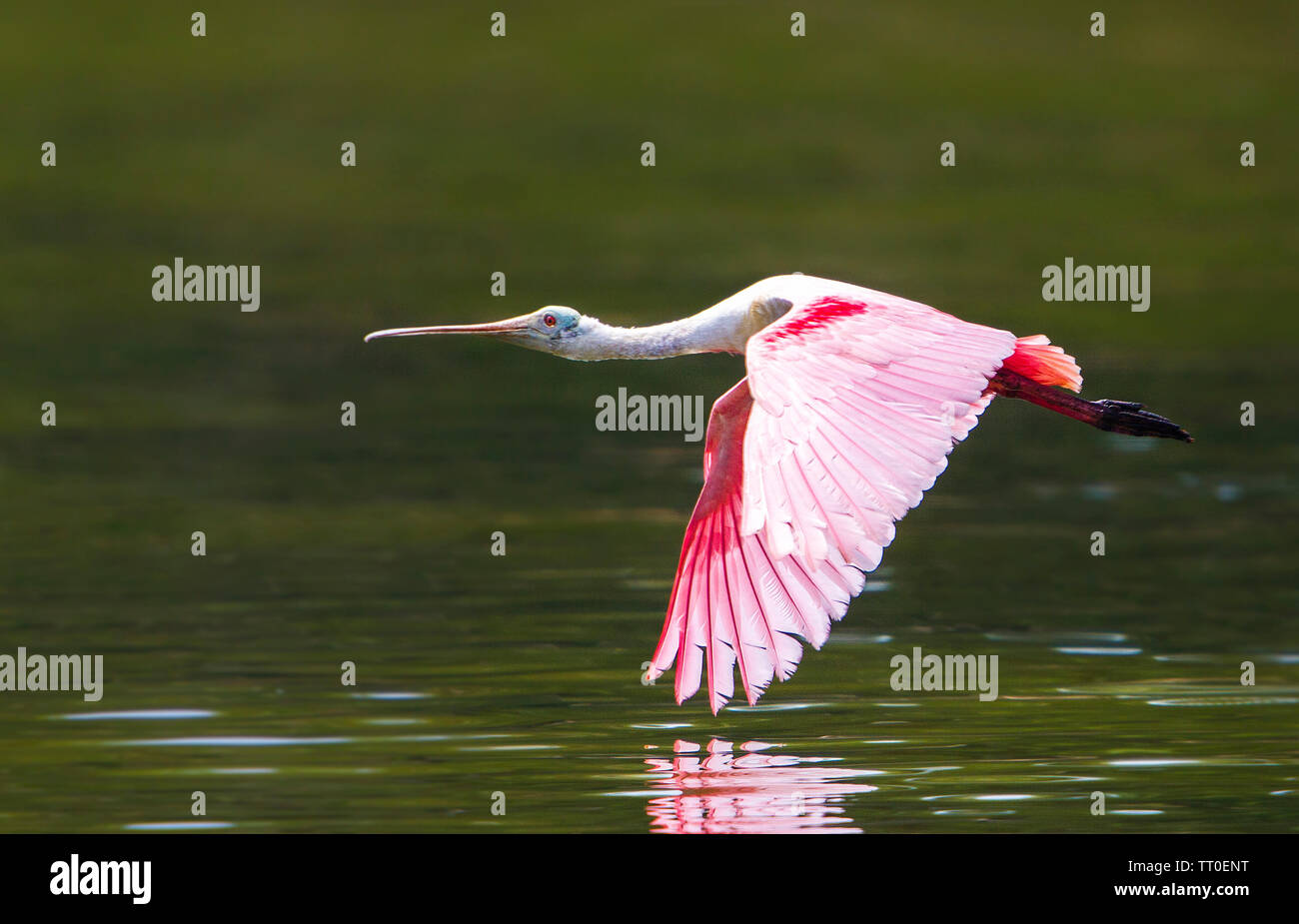 Roseate Spoonbill in Flight Stock Photo - Alamy