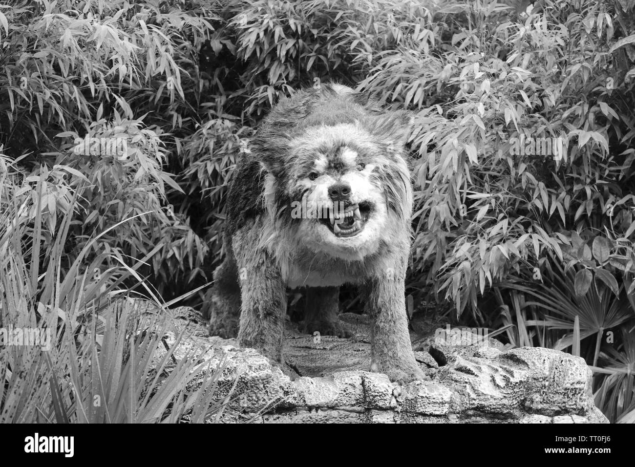 Fearsome predators a world first at Chester Zoo Stock Photo - Alamy