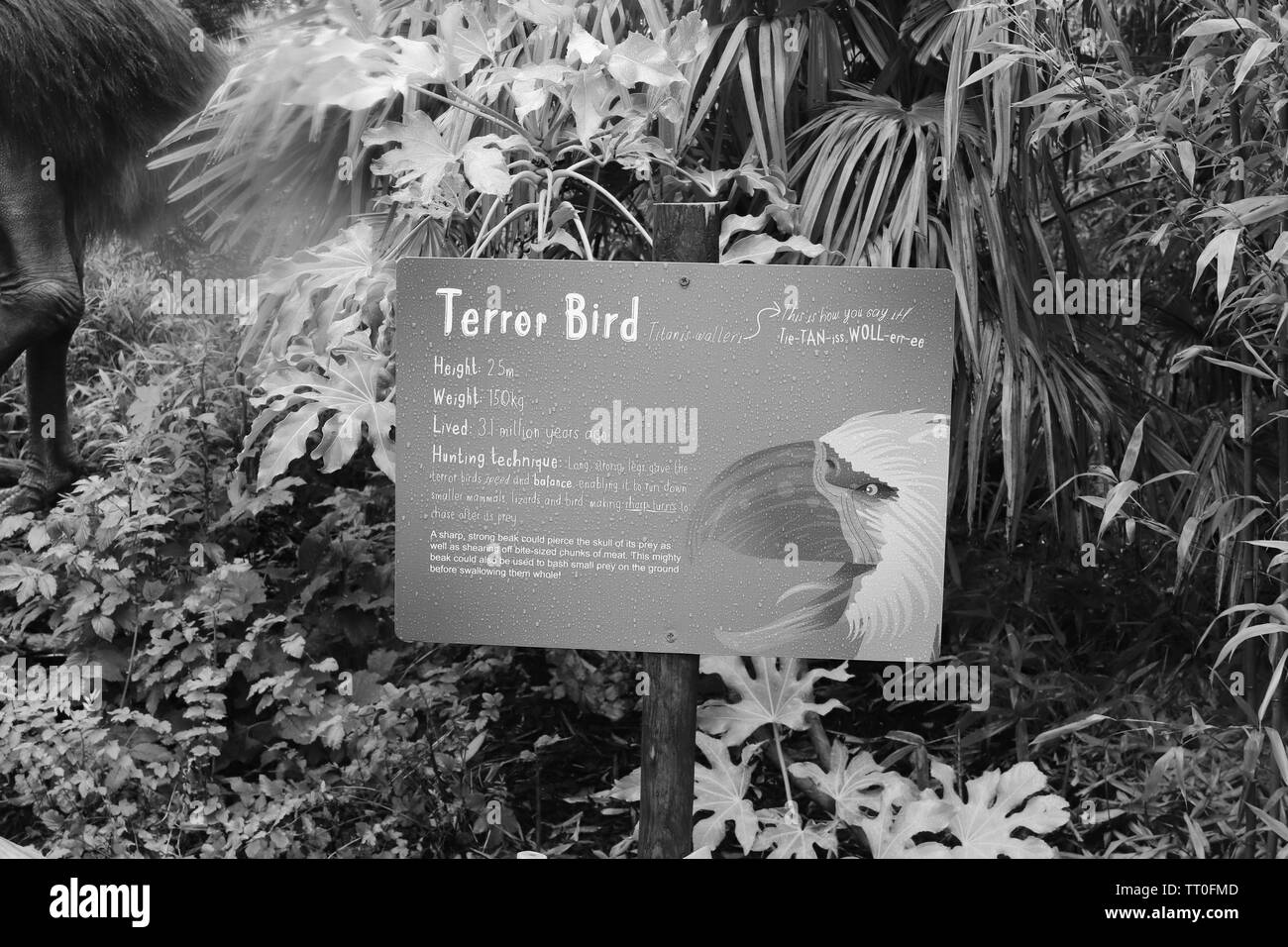 Fearsome predators a world first at Chester Zoo Stock Photo - Alamy