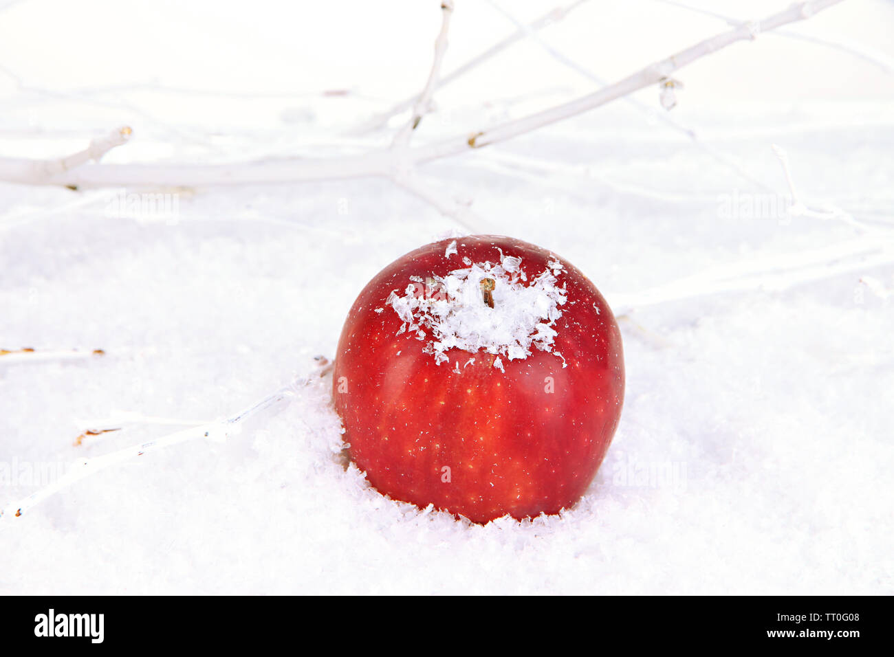 Red apple in snow close up Stock Photo - Alamy