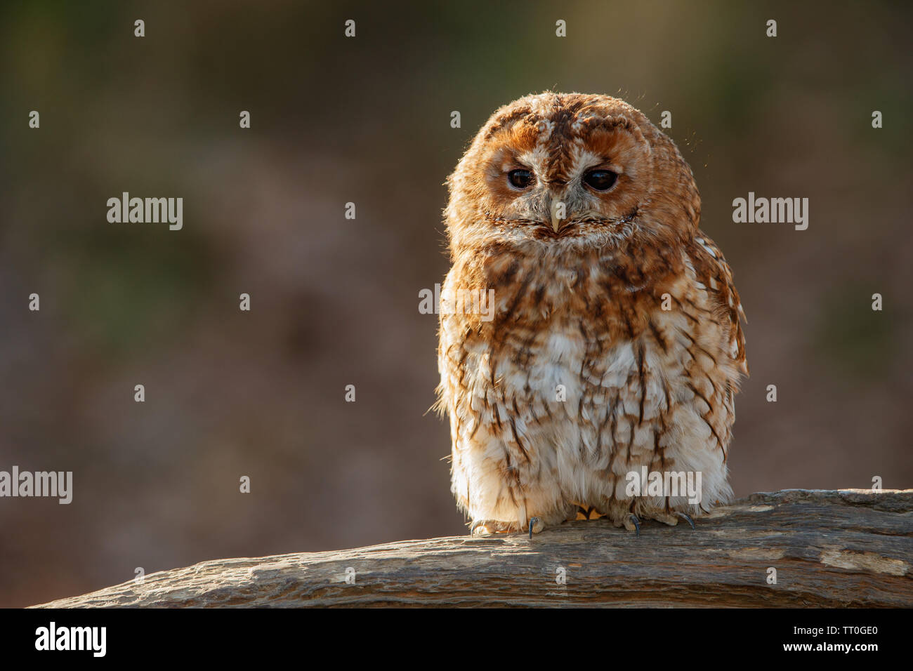 Tawny Owl (Strix aluco Stock Photo - Alamy
