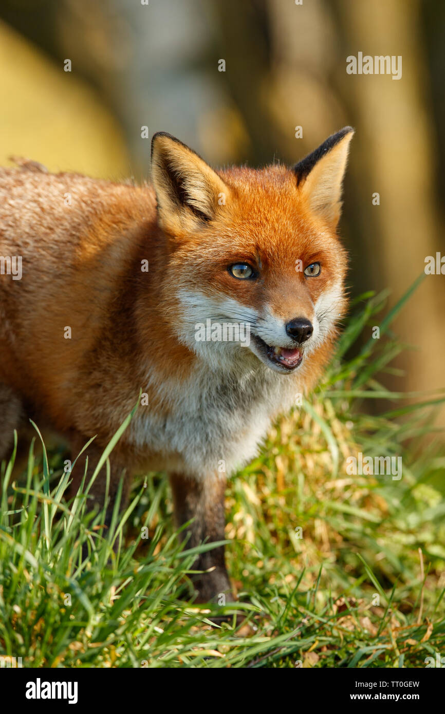 European Red Fox (Vulpes vulpes Stock Photo - Alamy