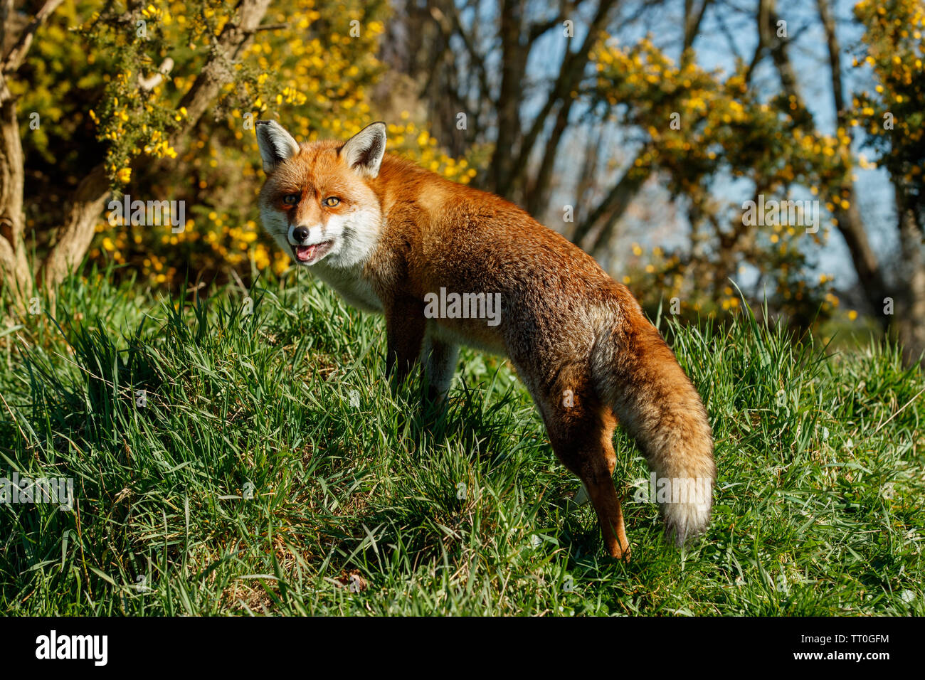 European Red Fox (Vulpes vulpes Stock Photo - Alamy