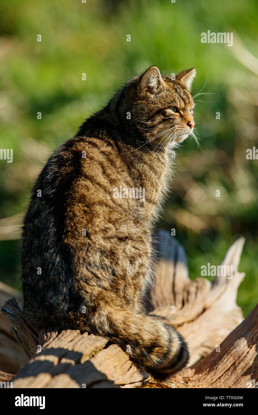 Wildcat scotland tree hi-res stock photography and images - Alamy