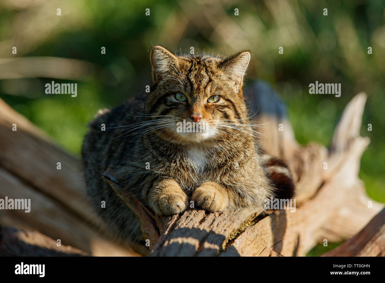 Scottish wildcat (Felis silvestris silvestris Stock Photo - Alamy