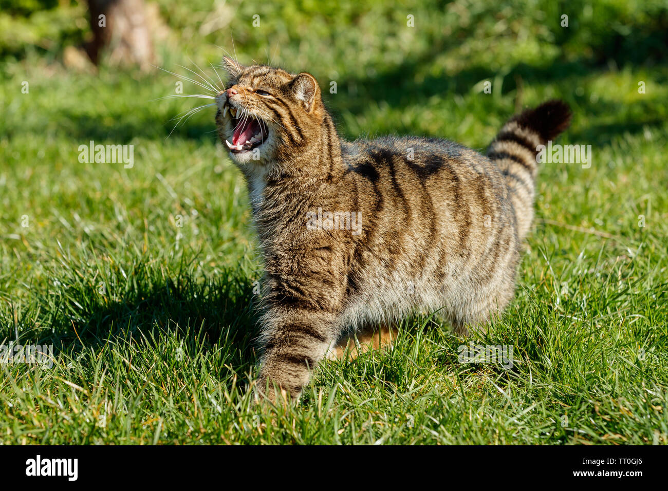 Scottish wildcat (Felis silvestris silvestris Stock Photo - Alamy