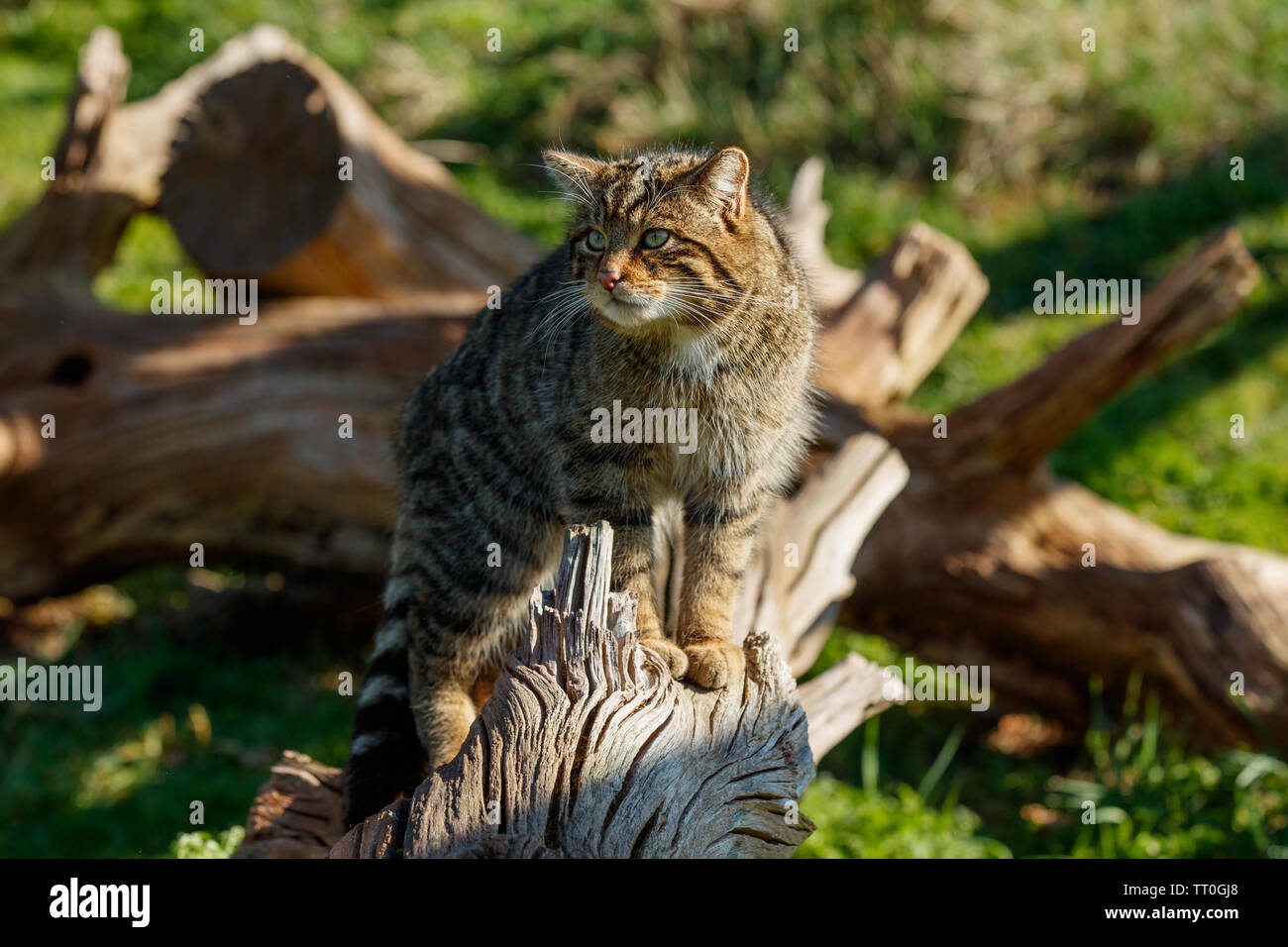 Scottish wildcat (Felis silvestris silvestris Stock Photo - Alamy