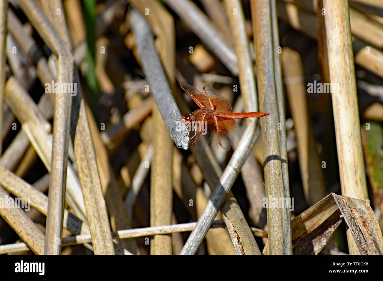 Red Dragon Fly Stock Photo - Alamy