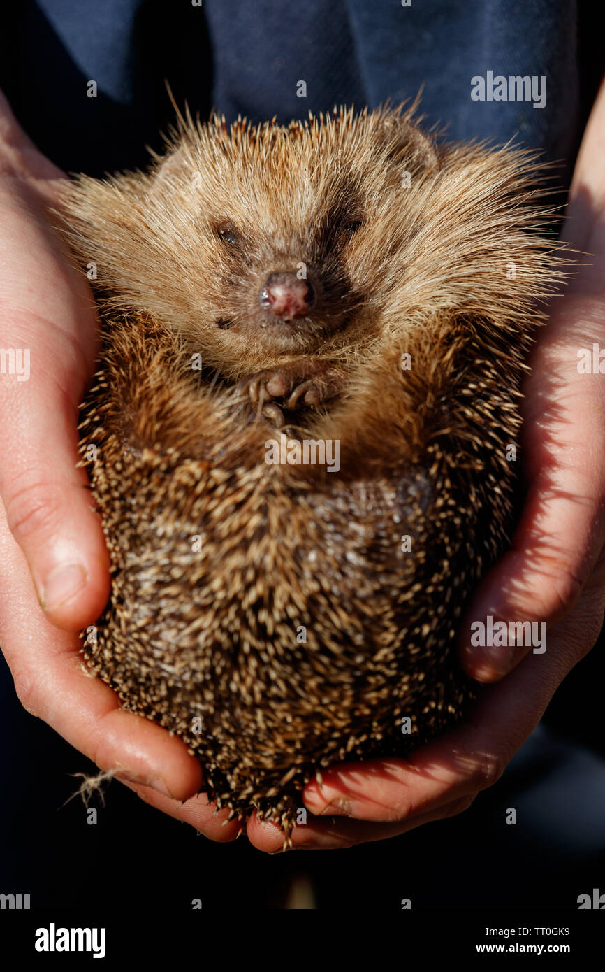 European Hedgehog (Erinaceus europaeus Stock Photo - Alamy