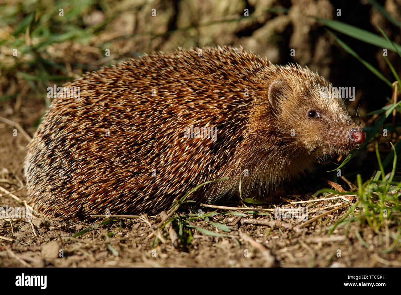 European Hedgehog (Erinaceus europaeus Stock Photo - Alamy