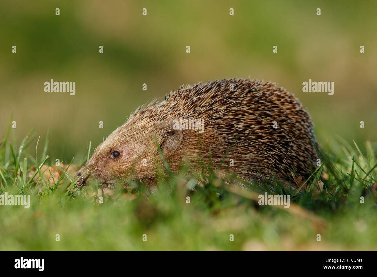 European Hedgehog (Erinaceus europaeus Stock Photo - Alamy