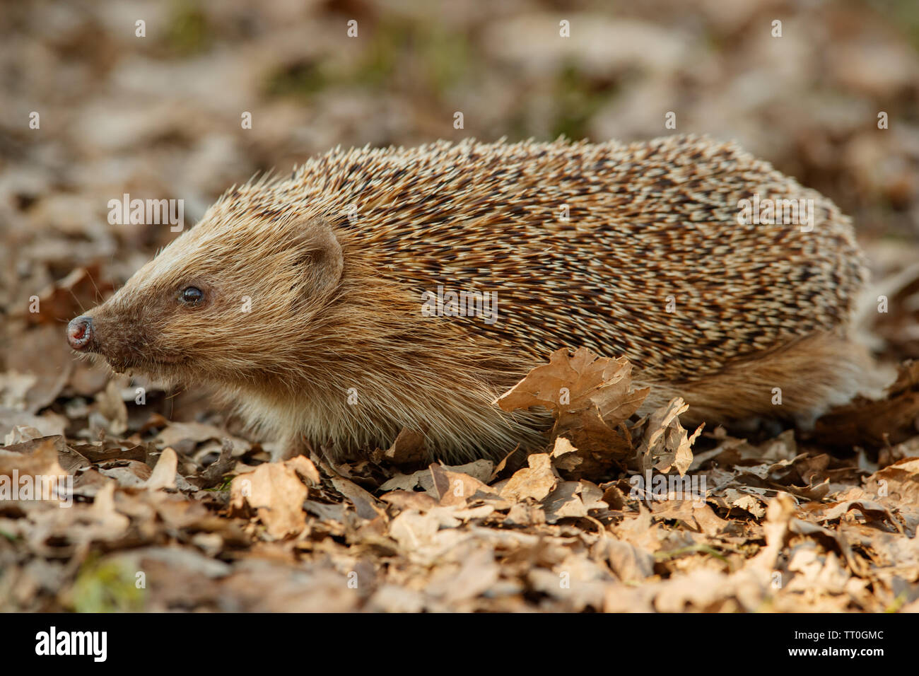 European Hedgehog (Erinaceus europaeus Stock Photo - Alamy