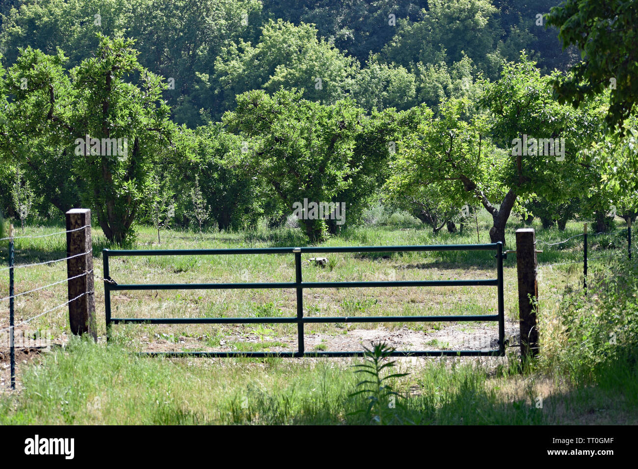 Gate to Apple Orchard Stock Photo - Alamy