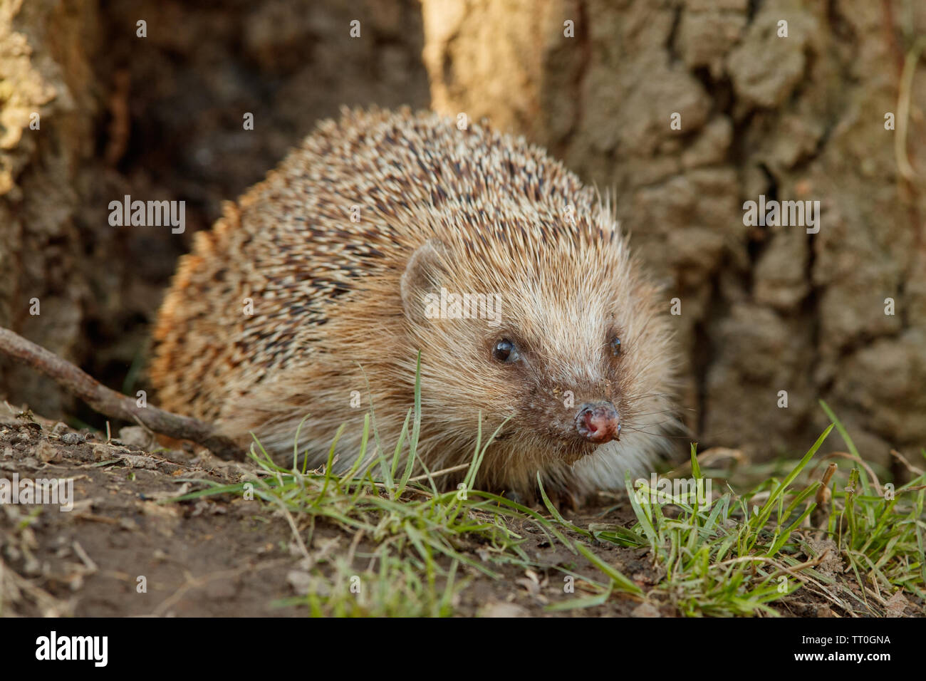 European Hedgehog (Erinaceus europaeus Stock Photo - Alamy