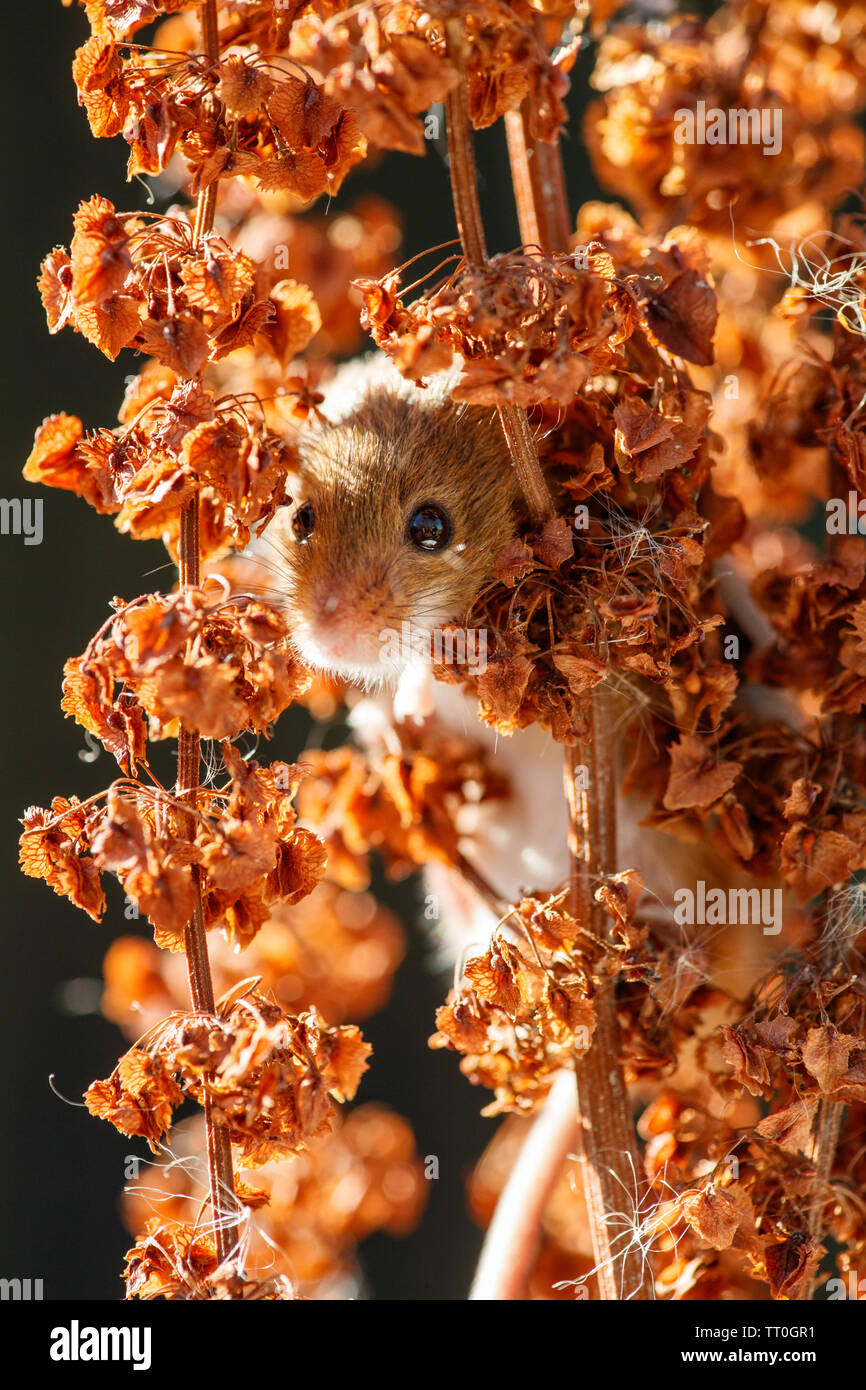 Common field mouse hi-res stock photography and images - Alamy