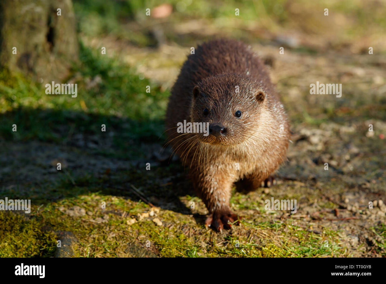 Eurasian otter (Lutra lutra Stock Photo - Alamy