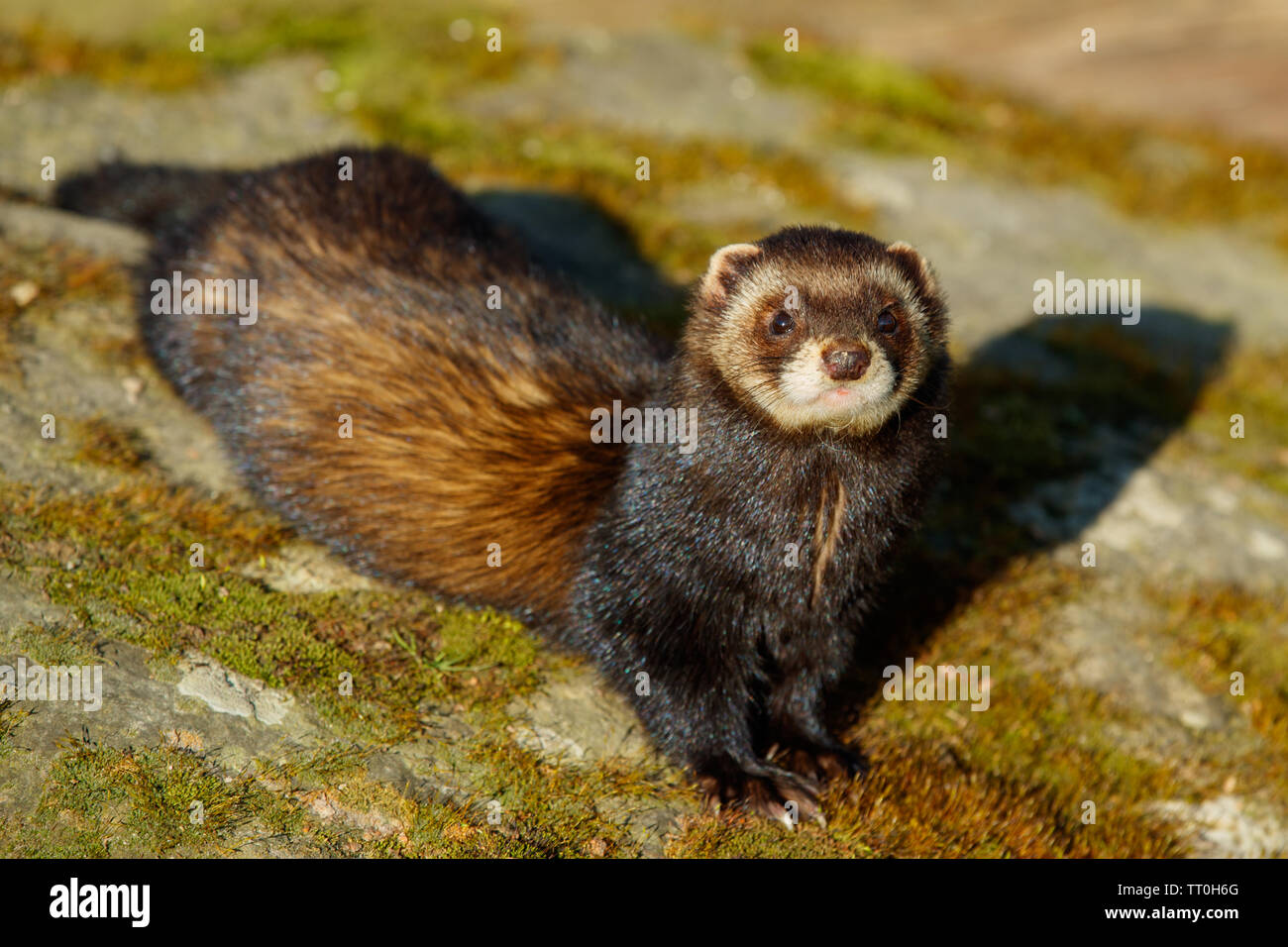 European polecat (Mustela putorius Stock Photo - Alamy