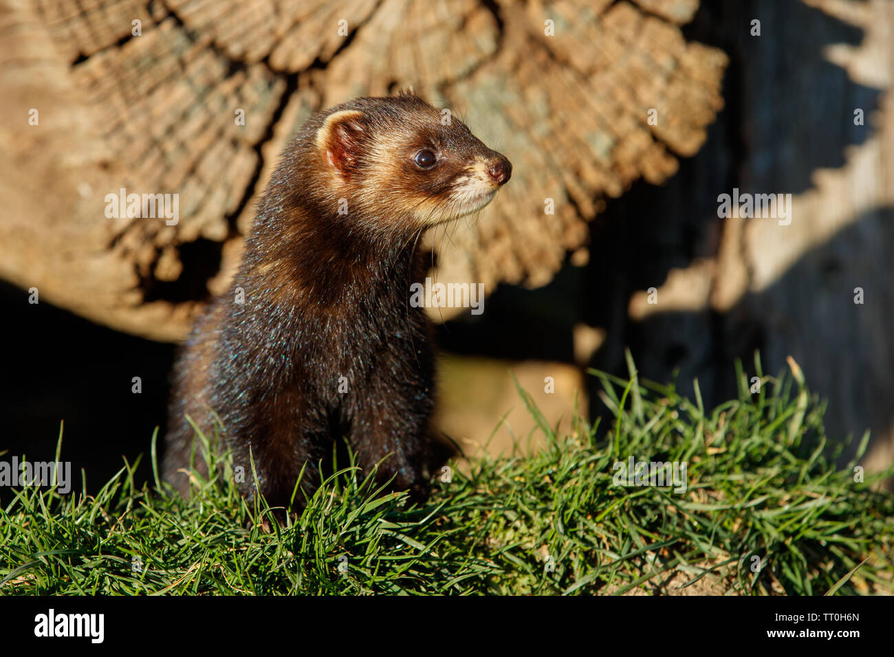 Uk black polecat hi-res stock photography and images - Alamy