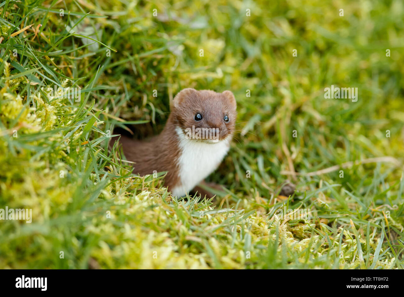 Weasel uk hi-res stock photography and images - Alamy