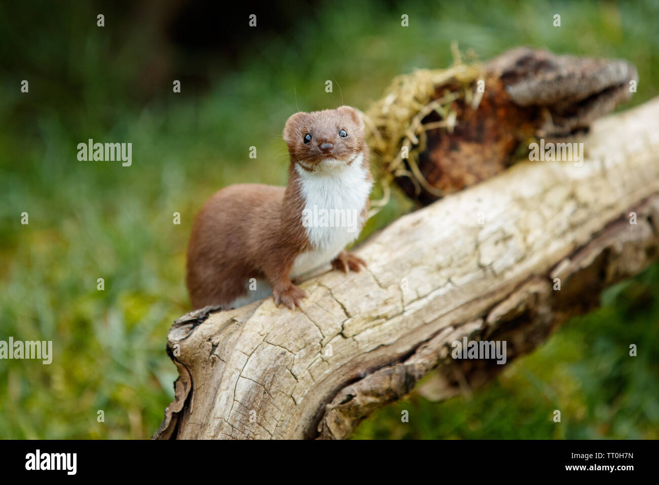 Short tailed weasel white hi-res stock photography and images - Alamy
