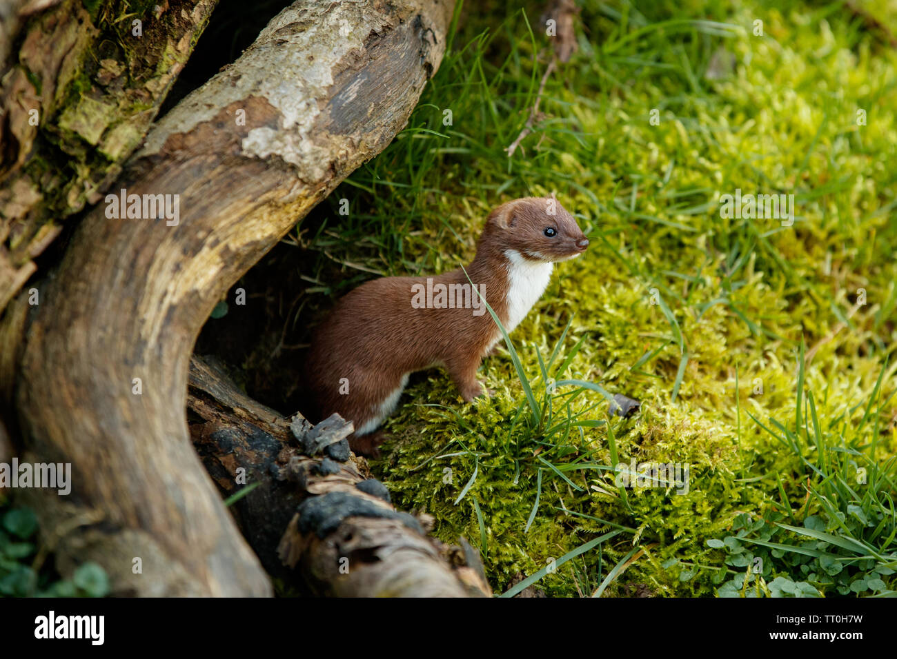 Short tailed weasel uk hi-res stock photography and images - Alamy