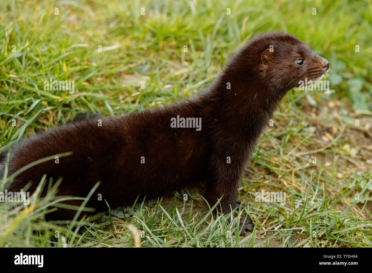 American mink (Neovison vison Stock Photo - Alamy
