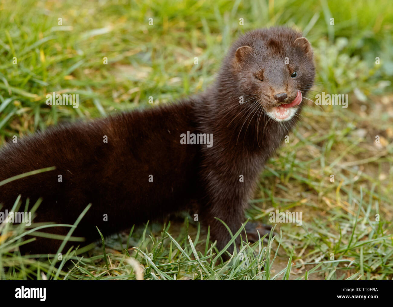 World pest day hi-res stock photography and images - Alamy