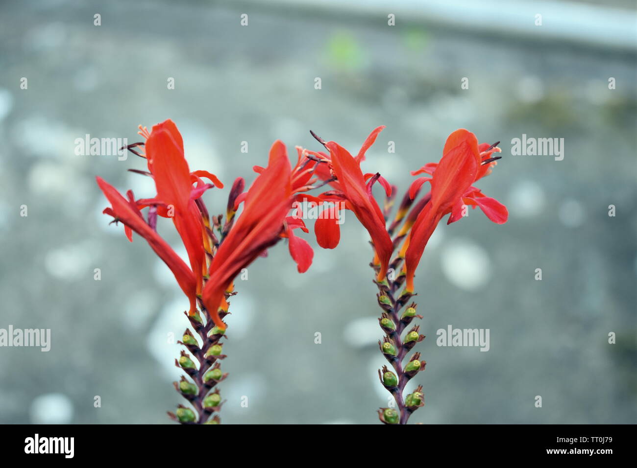 Alcatraz Flower High Resolution Stock Photography and Images - Alamy