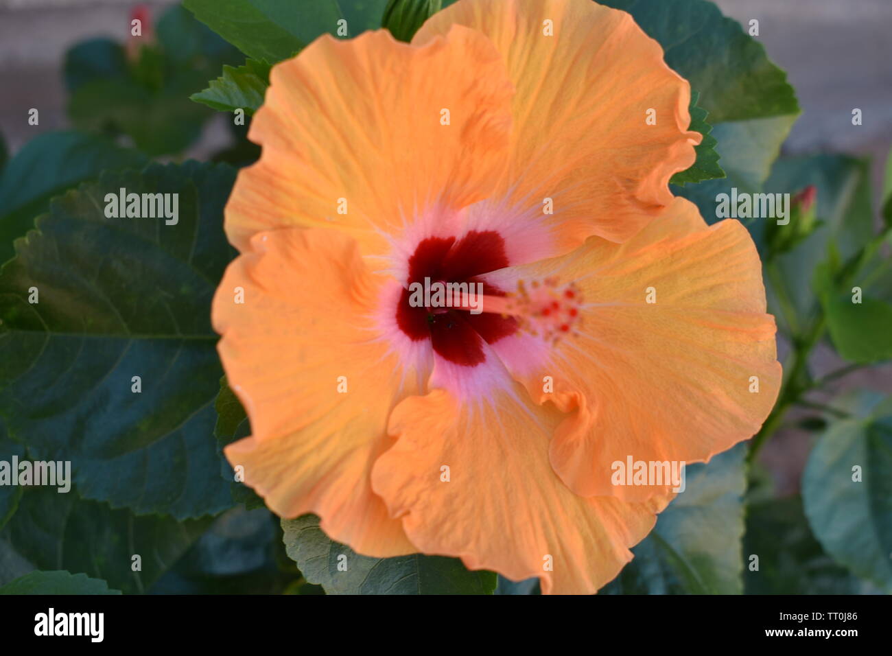 Alcatraz flower hi-res stock photography and images - Alamy