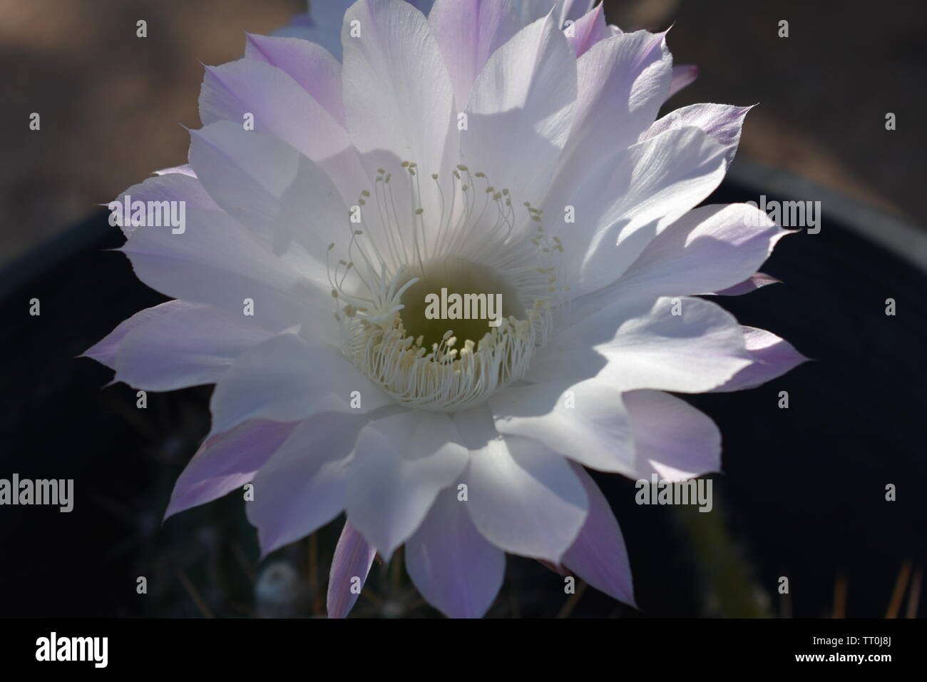 Alcatraz flower hi-res stock photography and images - Alamy