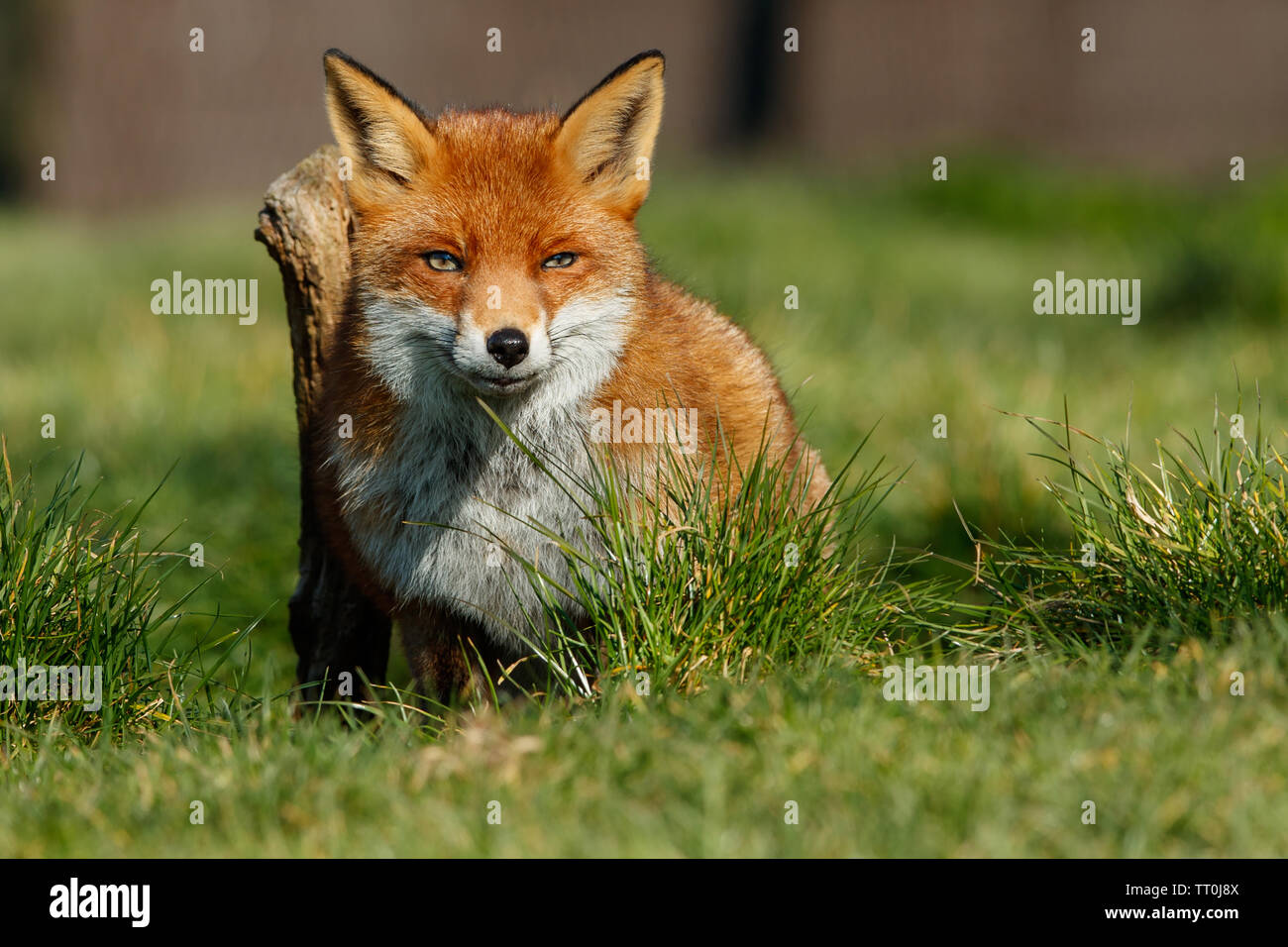 European Red Fox (Vulpes vulpes Stock Photo - Alamy
