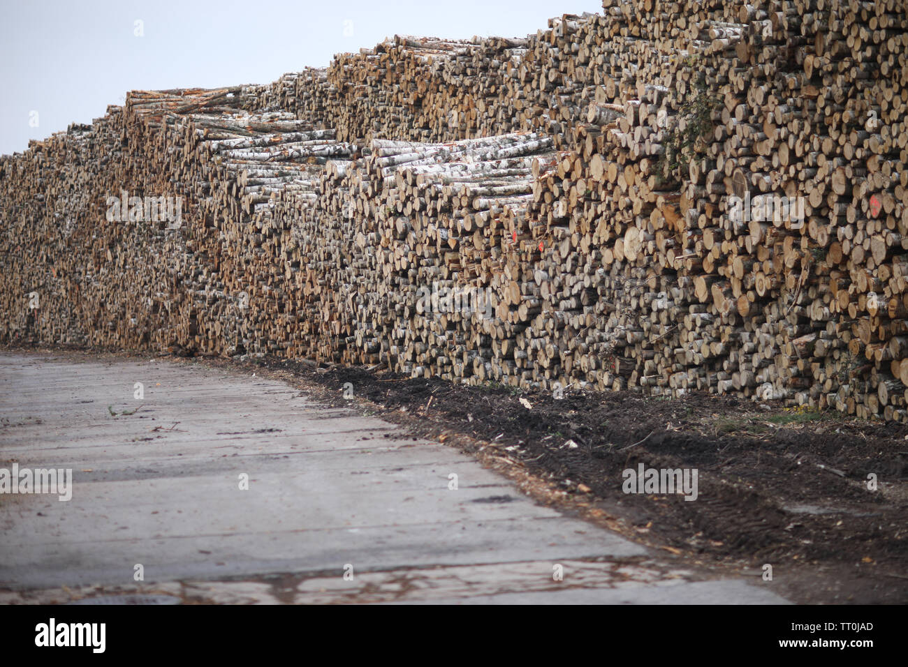 Warehouse timber ready for shipment at the port Stock Photo - Alamy