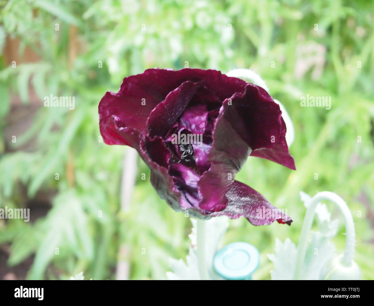 Black poppy in bloom, fully open Stock Photo - Alamy
