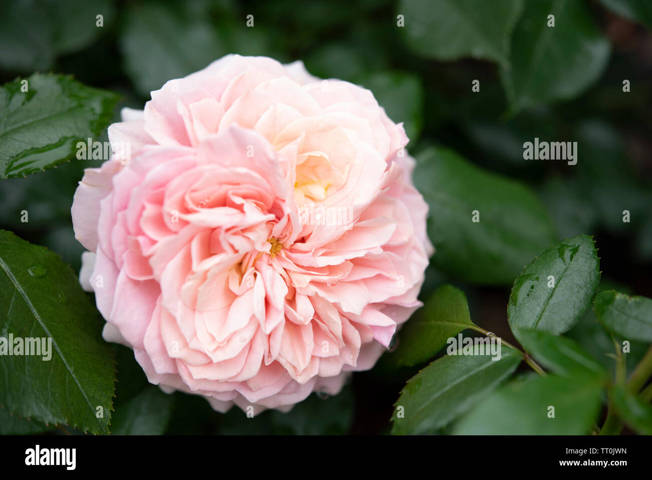 Kordes rose Garden of Roses bloom Stock Photo - Alamy