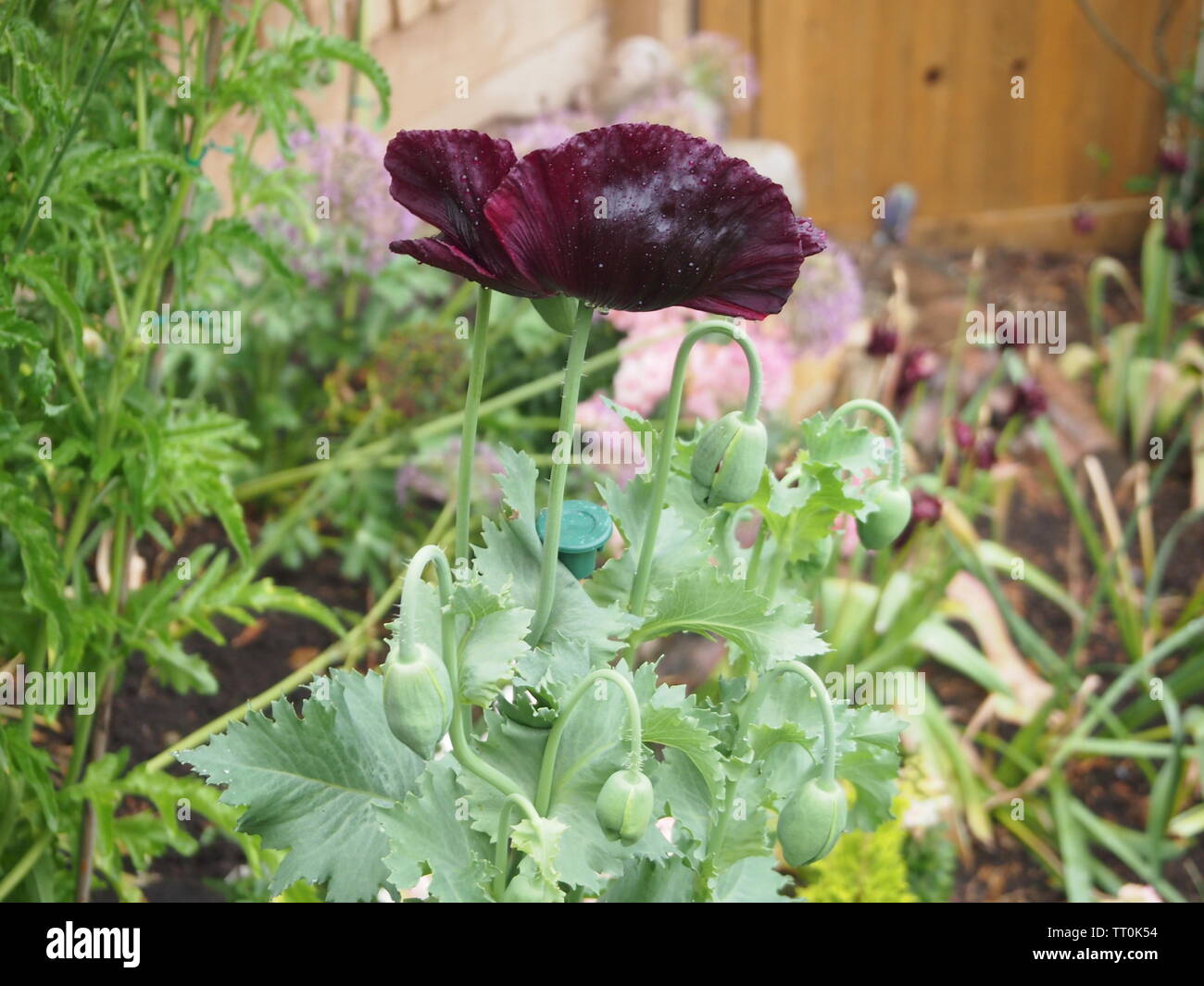 Fully open poppy hi-res stock photography and images - Alamy