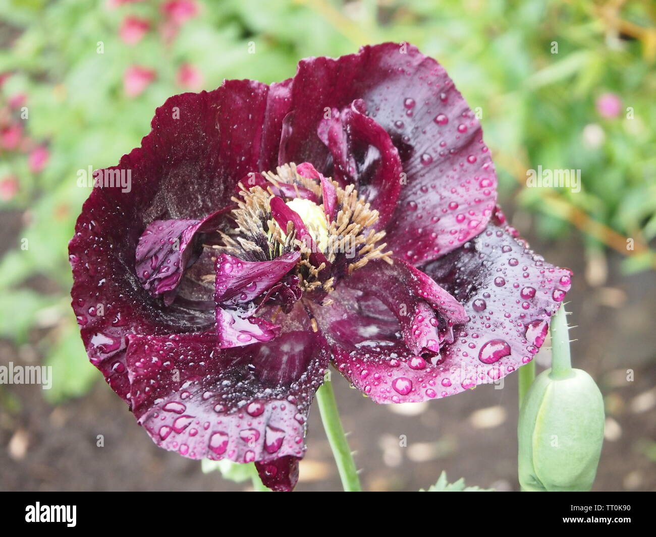 Black poppy flower, fully open, with raindrops Stock Photo - Alamy