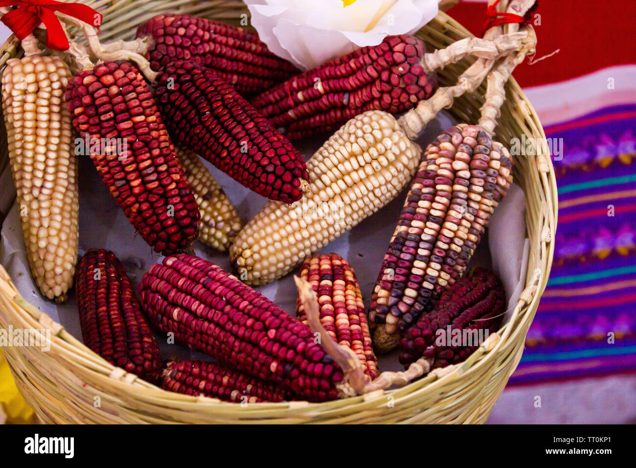 top view of a handmade mexican basket with different kind of corn, red ...