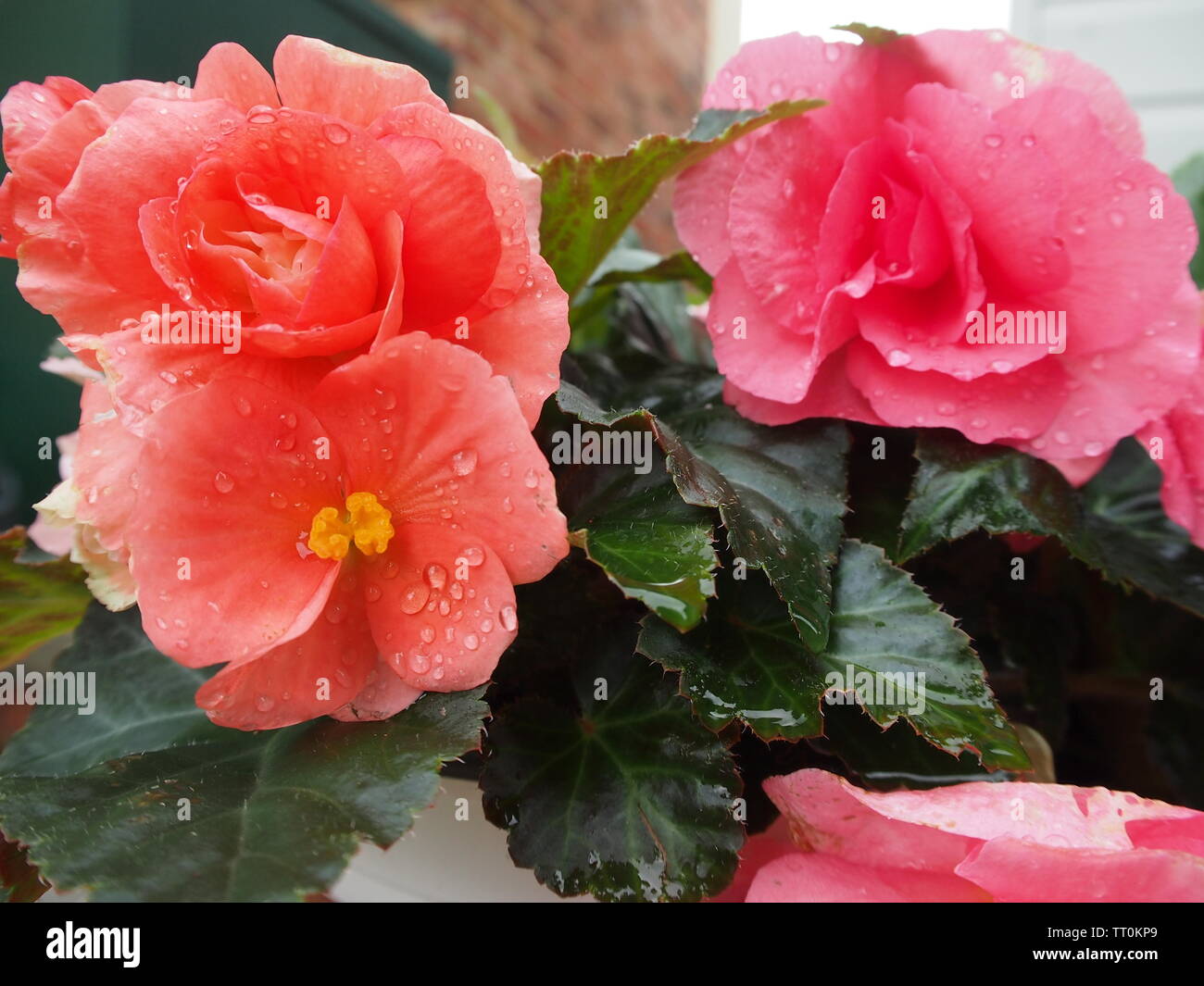 Orange and pink begonia flowers in bloom with raindrops Stock Photo - Alamy