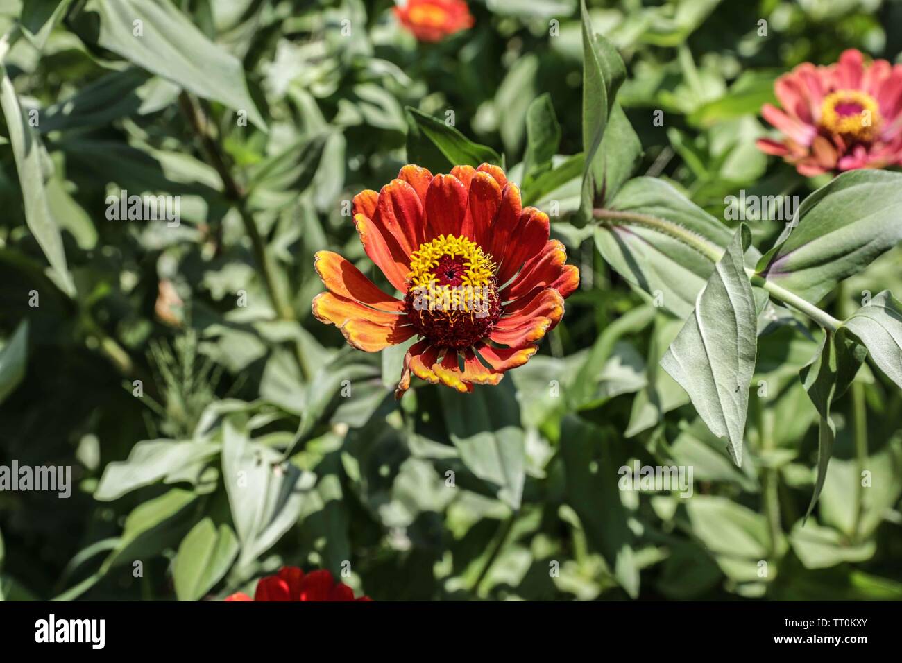 Maria marisol hi-res stock photography and images - Alamy