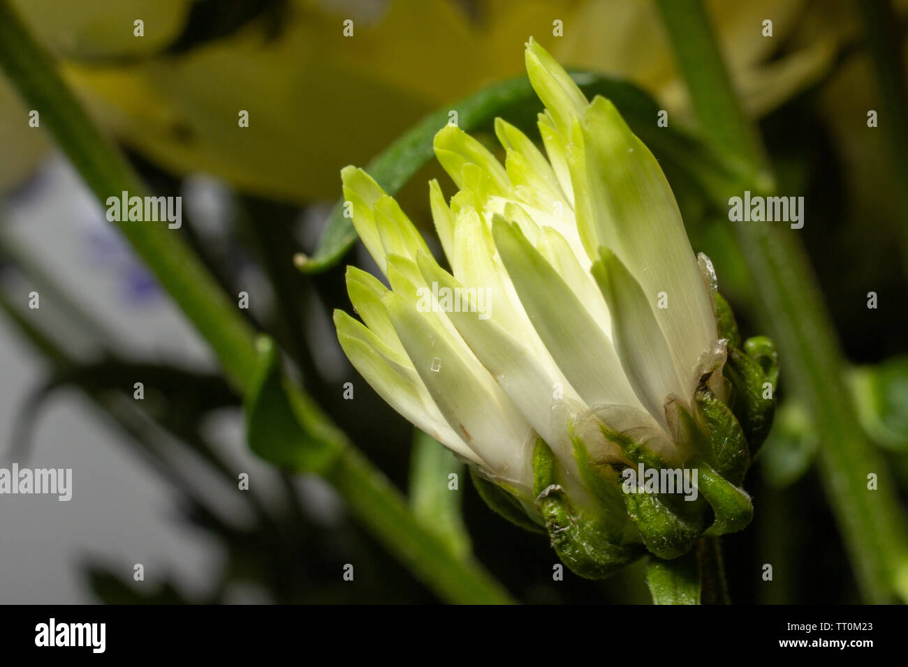 Beautiful flower photography hi-res stock photography and images - Alamy
